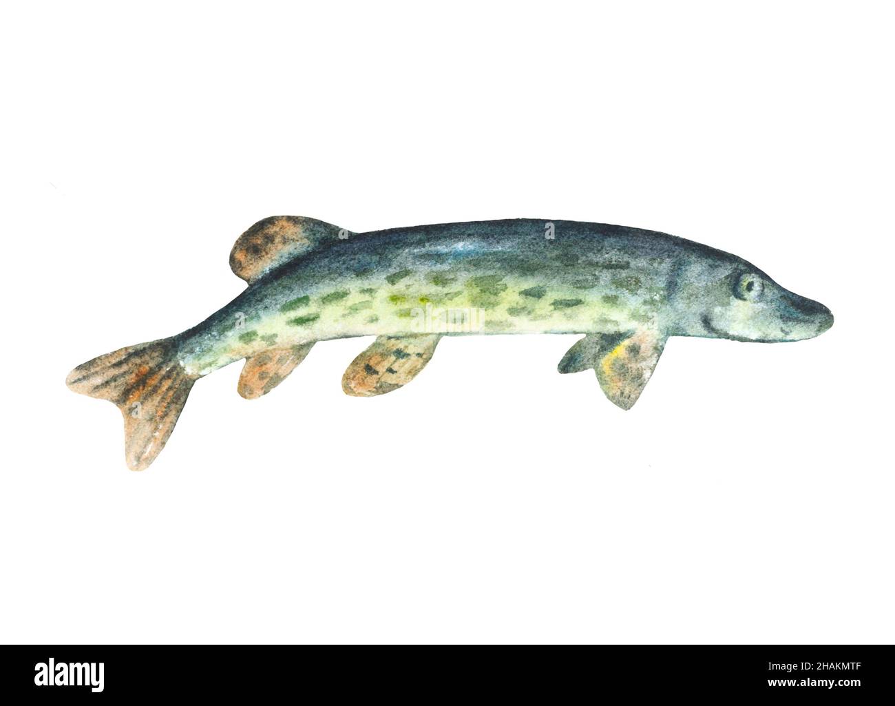 Watercolor pike fish isolated on a white background. Hand drawn design ...