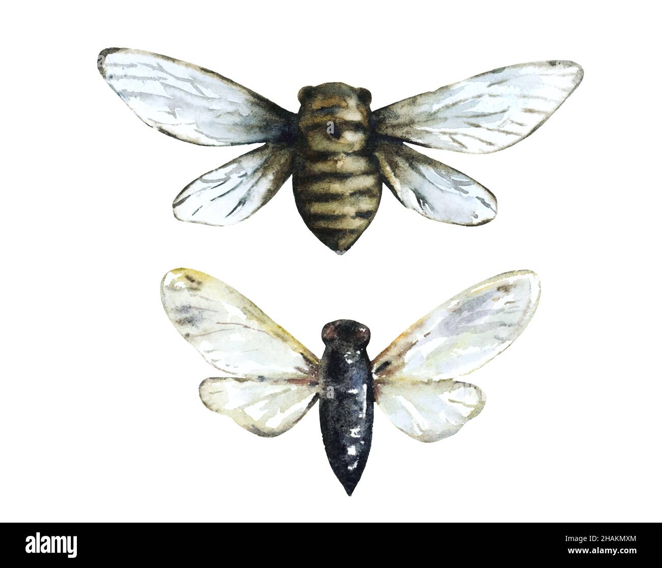 Cicada illustration hi-res stock photography and images - Alamy