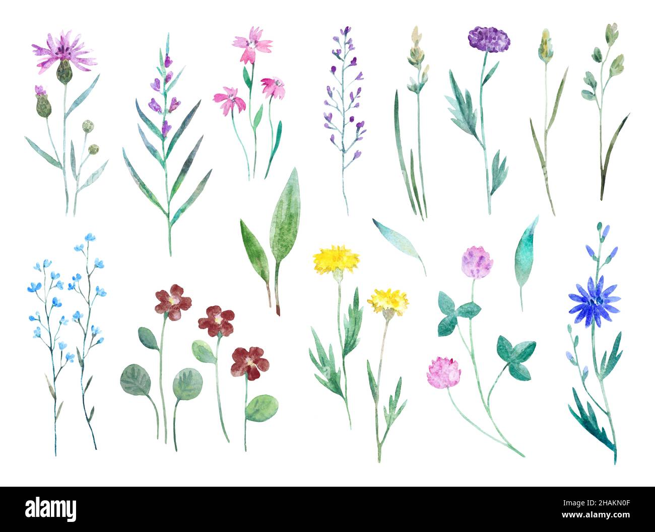 Watercolor wild meadow flowers isolated on white background. Big set of ...