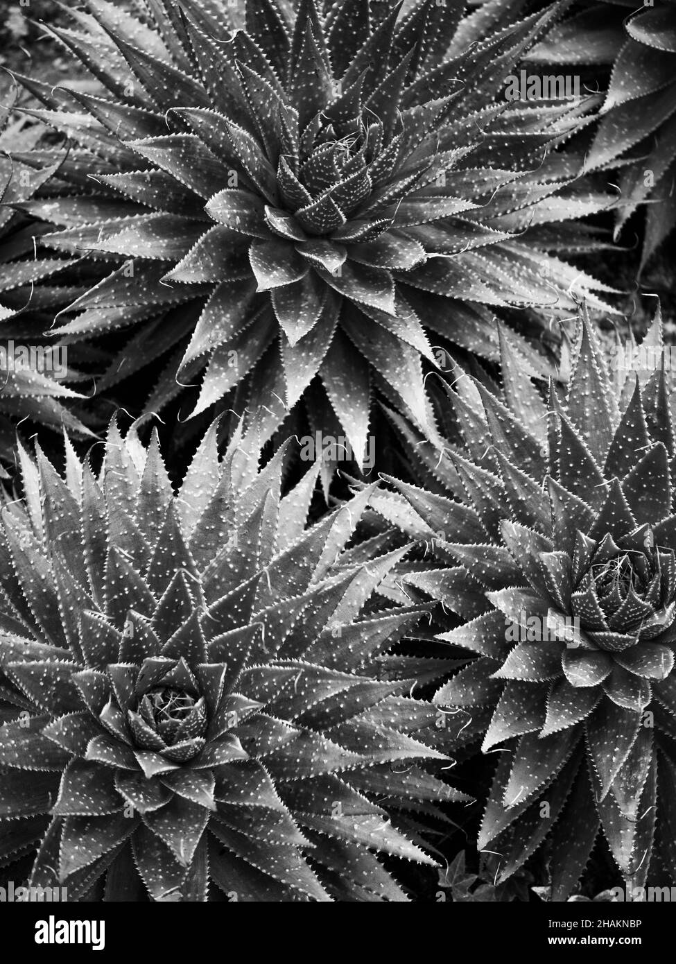 Close up of green leaf and plants been in nature Stock Photo - Alamy