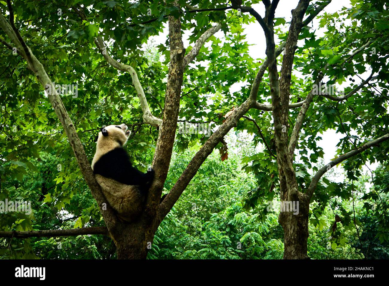 Panda in a Tree, Chengdu, China Stock Photo - Alamy