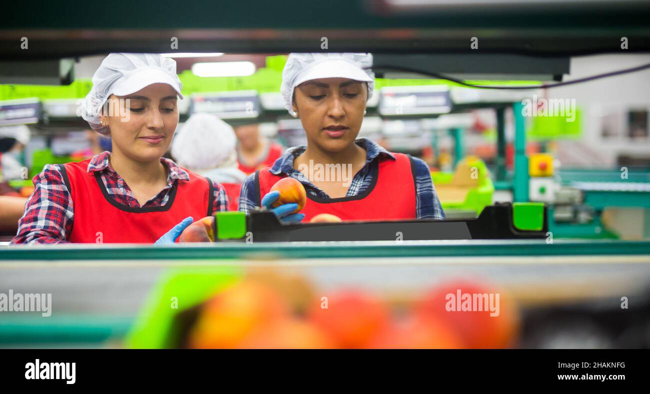 Focused woman working on fruit sorting line at warehouse Stock Photo ...