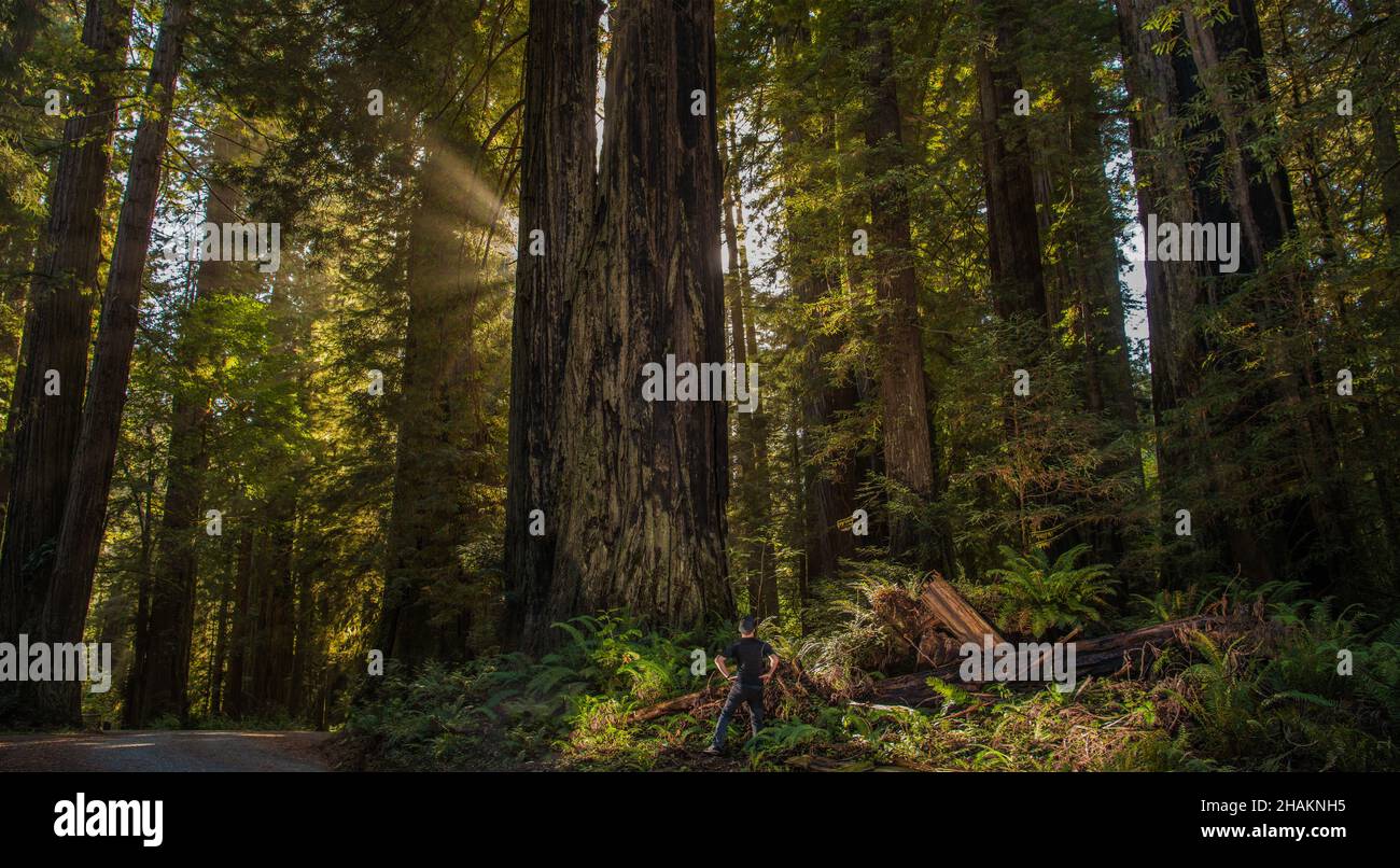 Caucasian Hiker in Front of Ancient Sequoioideae Redwood Tree in ...