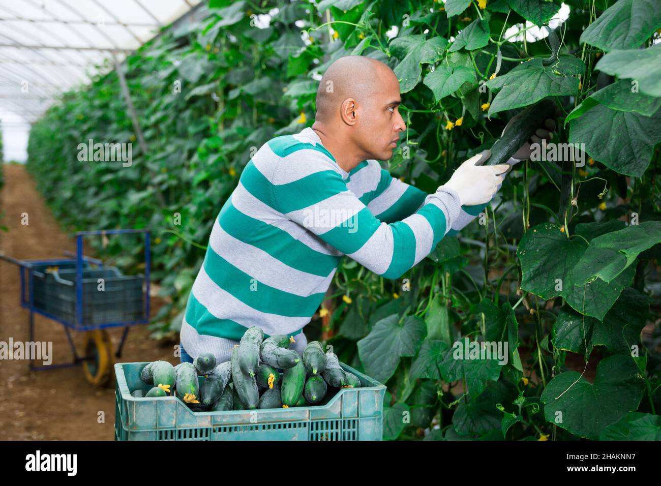 Farm worker gathering crop of cucumbers in hothouse Stock Photo - Alamy