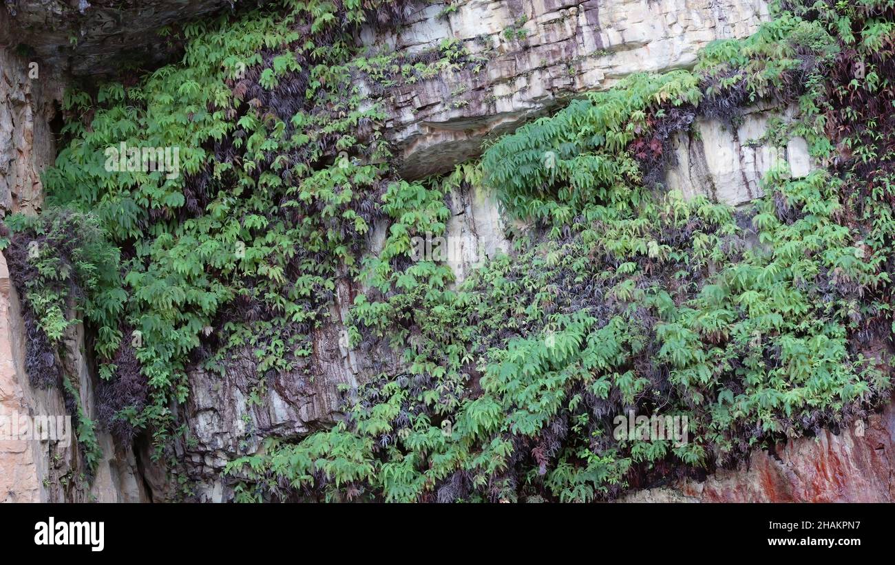 close view of ferns on a cliff at katherine gorge Stock Photo - Alamy