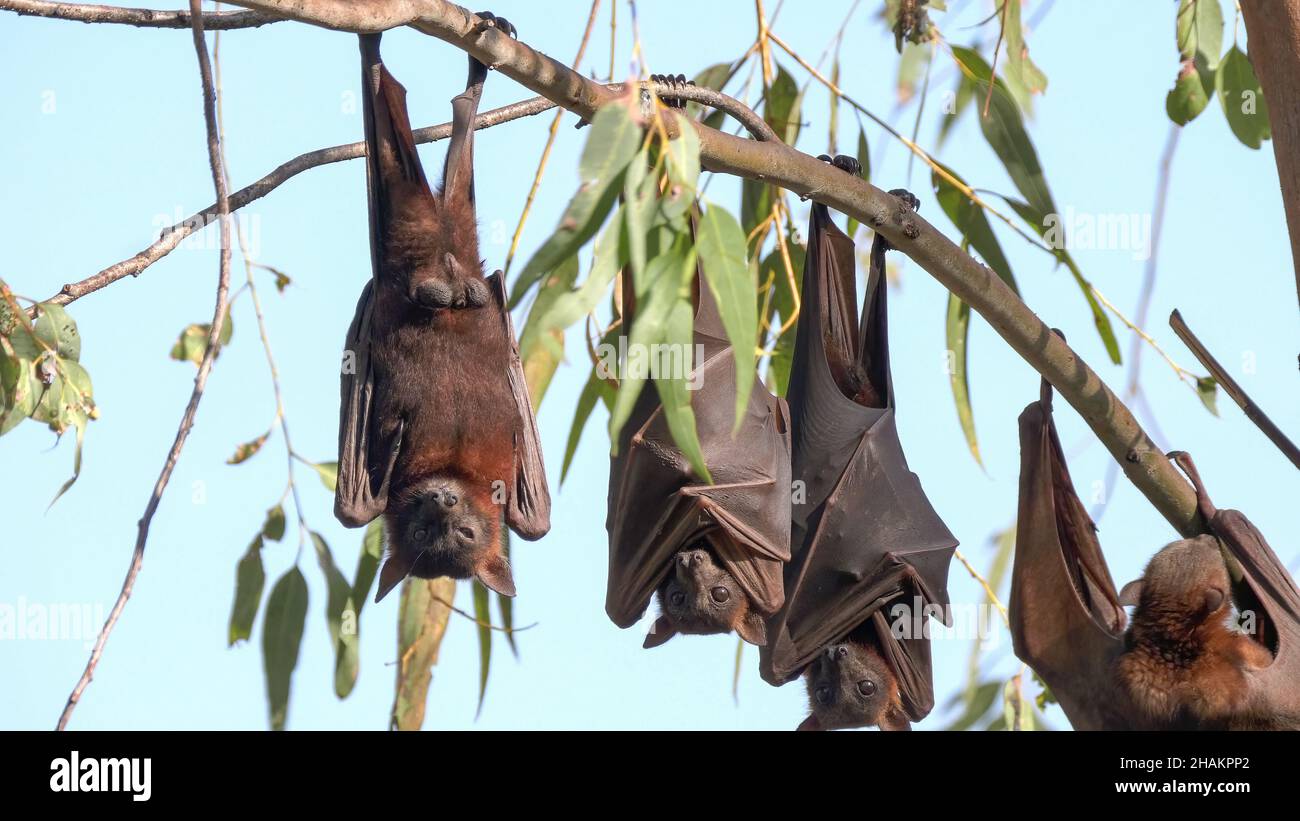 male fruit bats roosting at katherine gorge Stock Photo - Alamy