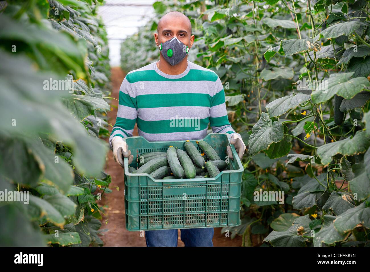 Farmer in mask carrying box with cucumbers Stock Photo - Alamy