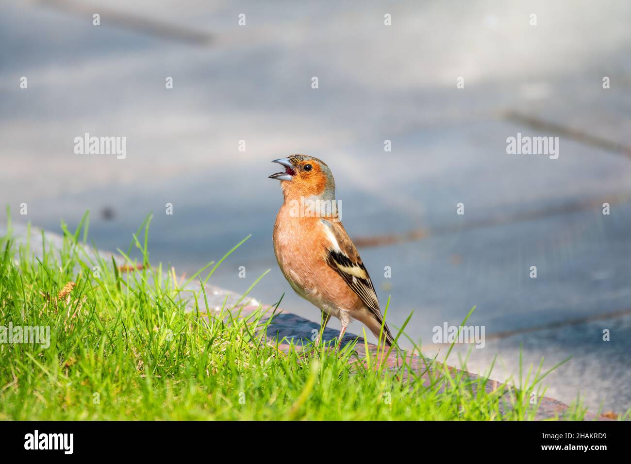 Common chaffinch sits on a green lawn in spring. Beautiful songbird ...
