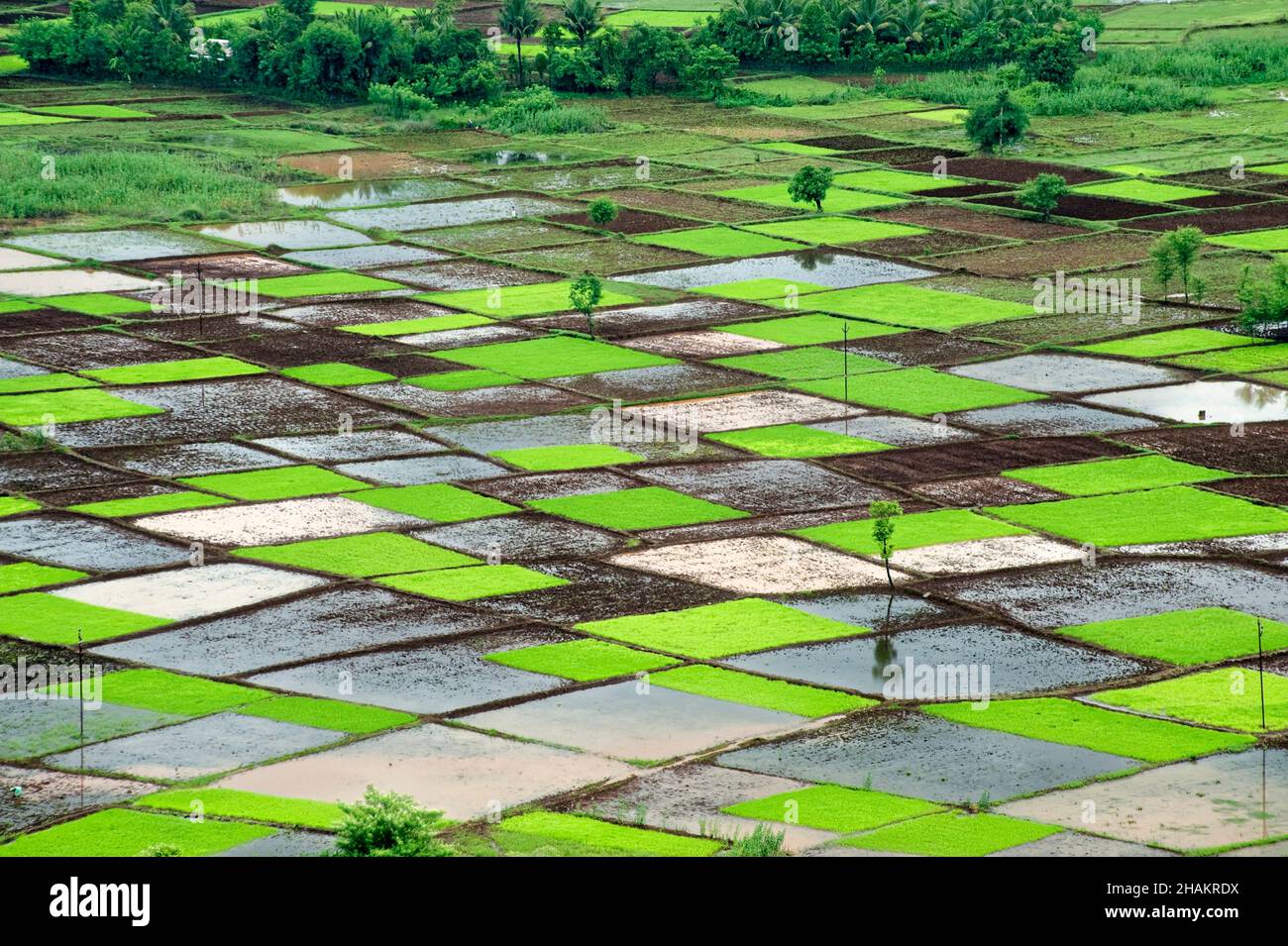 Paddy rice field in squares pattern in monsoon Stock Photo - Alamy