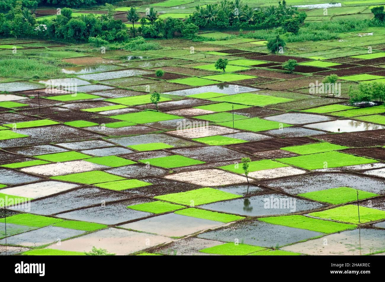 Paddy rice field in squares pattern in monsoon Stock Photo - Alamy
