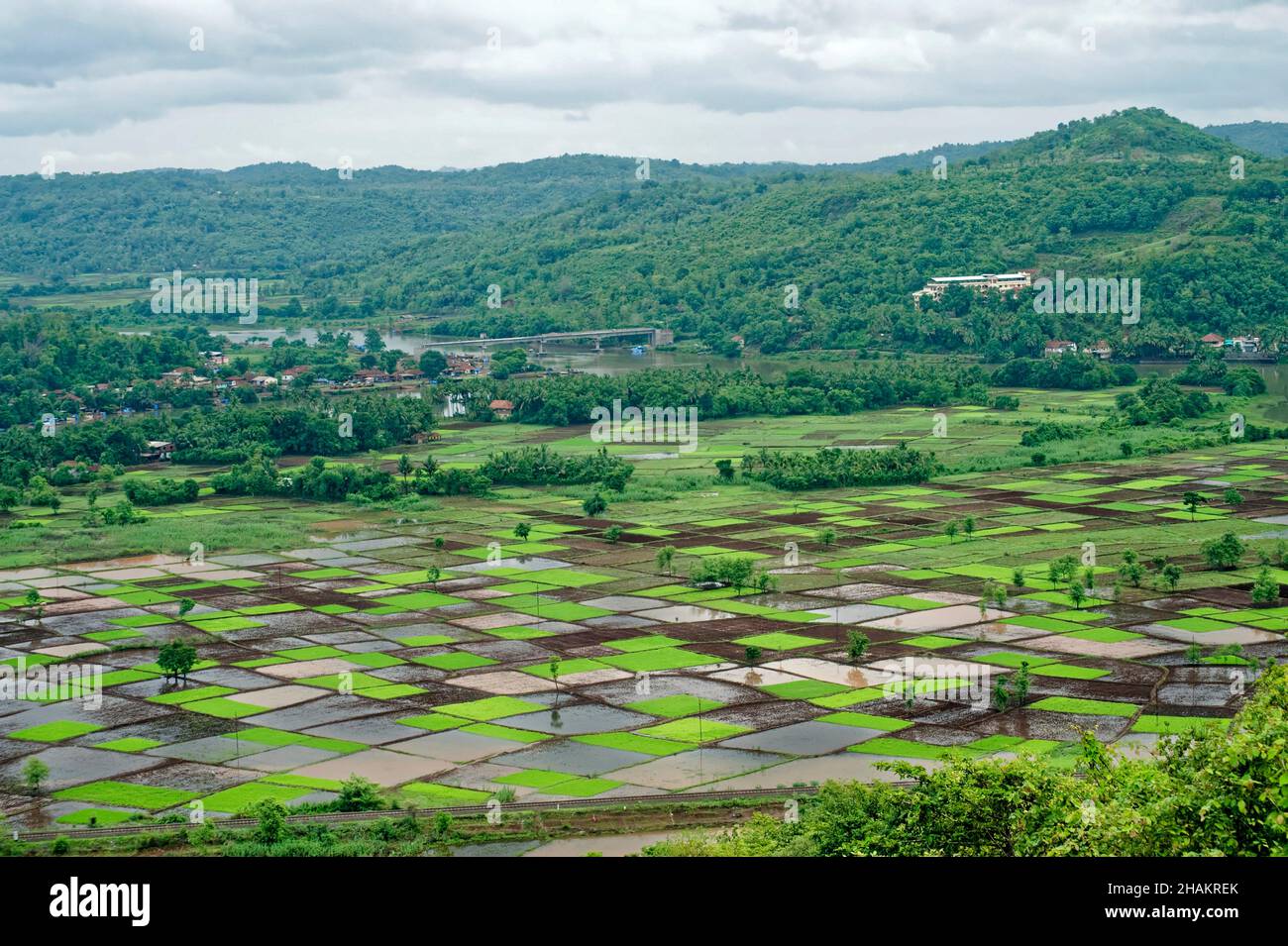 Paddy rice field in squares hi-res stock photography and images - Alamy