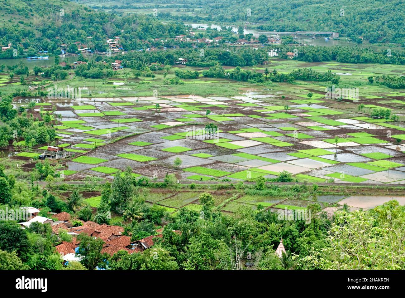 Paddy rice field in squares pattern in monsoon Stock Photo - Alamy