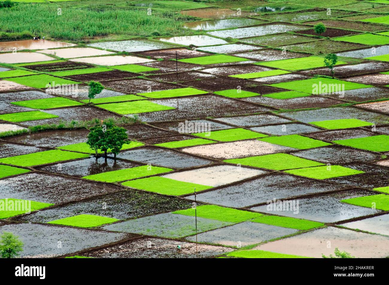 Paddy rice field in squares pattern in monsoon Stock Photo - Alamy