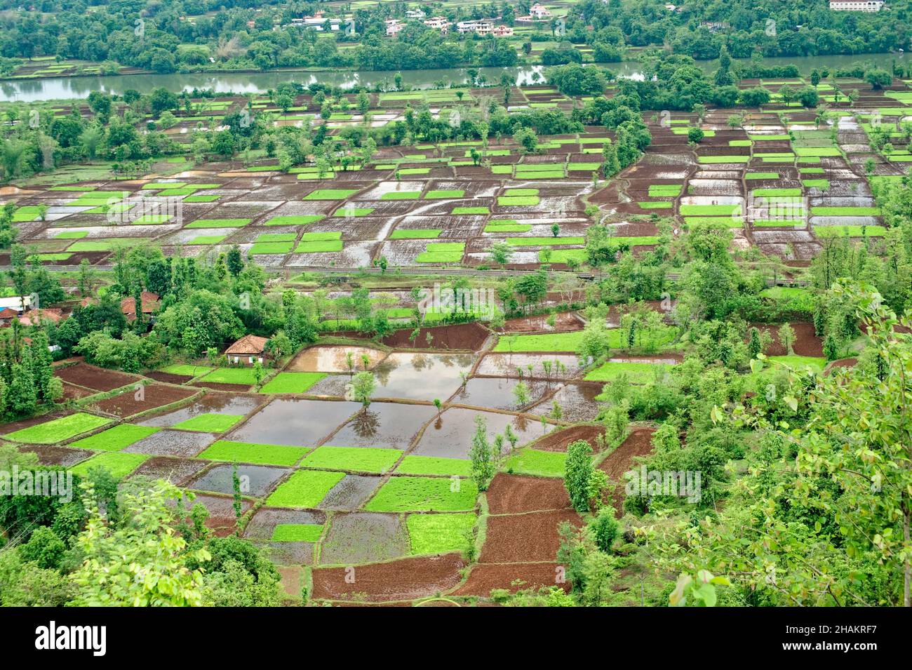 Paddy rice field in squares pattern in monsoon Stock Photo - Alamy