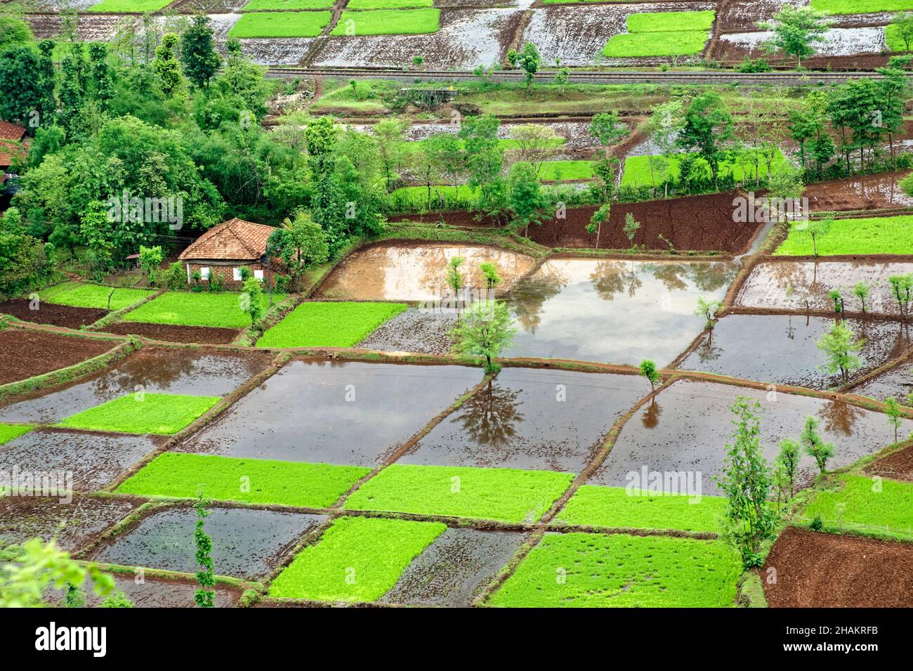 Paddy rice field in squares pattern in monsoon Stock Photo - Alamy