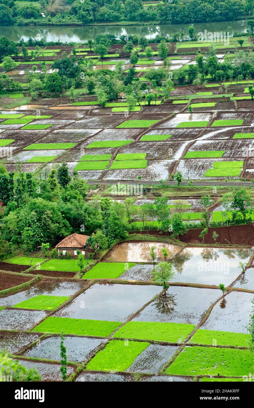 Paddy rice field in squares pattern in monsoon Stock Photo - Alamy
