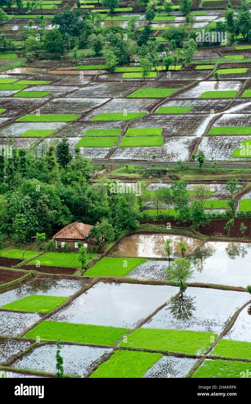 Paddy rice field in squares hi-res stock photography and images - Alamy