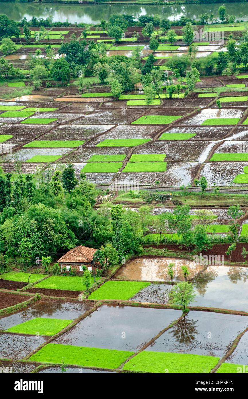 Paddy rice field in squares pattern in monsoon Stock Photo - Alamy