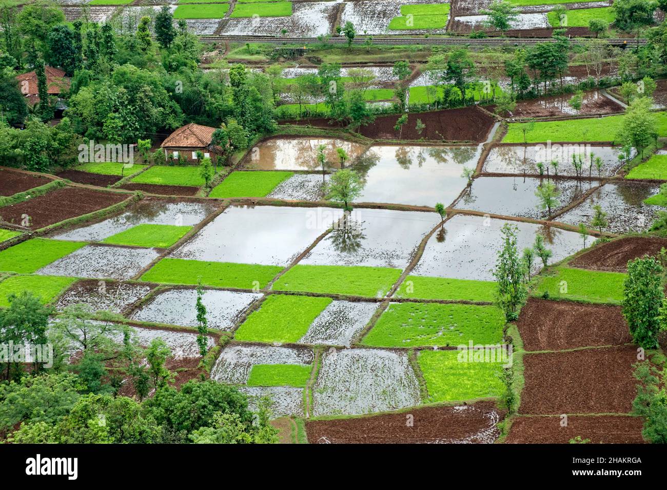 Paddy rice field in squares pattern in monsoon Stock Photo - Alamy