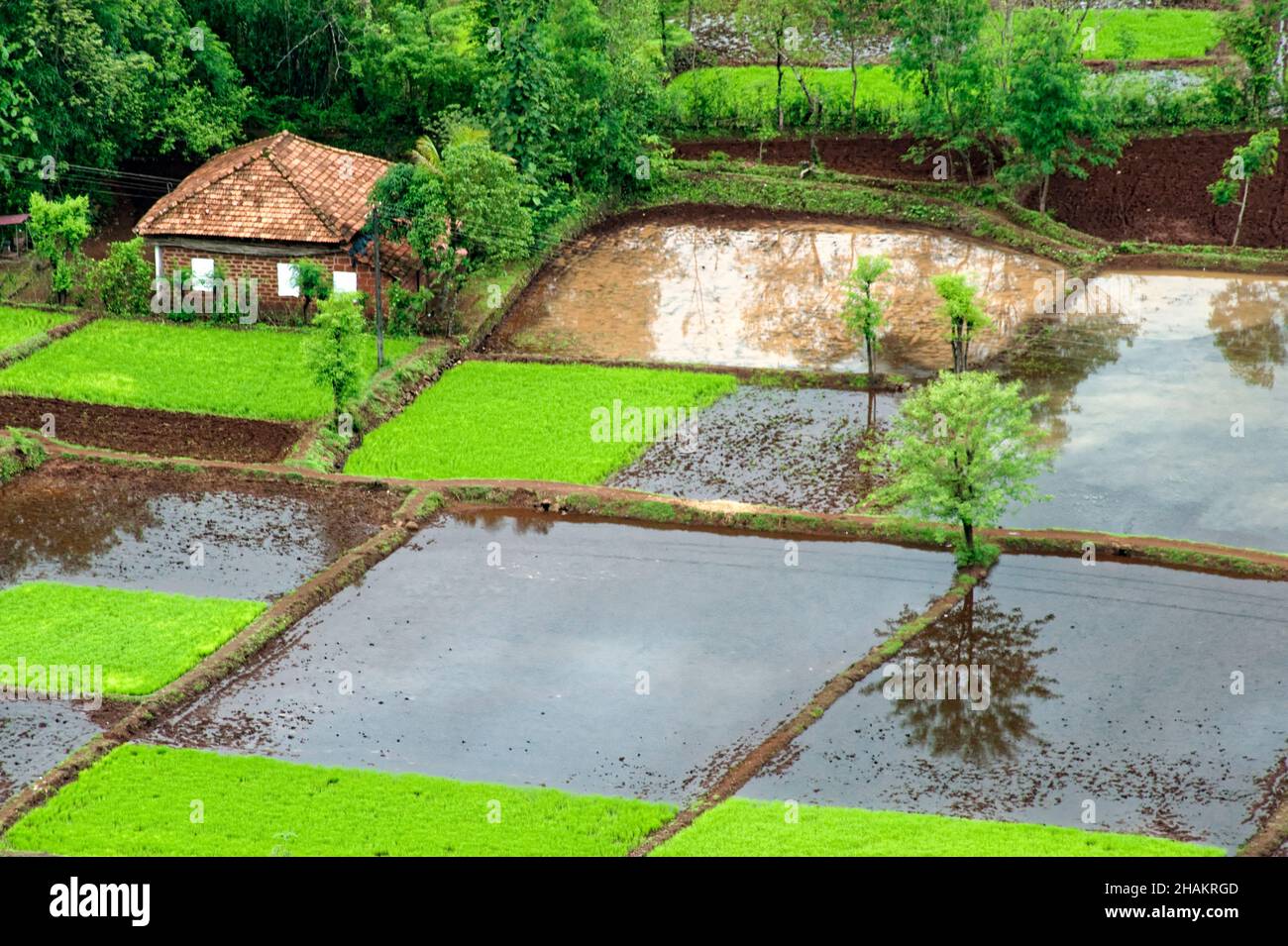 Paddy rice field in squares pattern in monsoon Stock Photo - Alamy