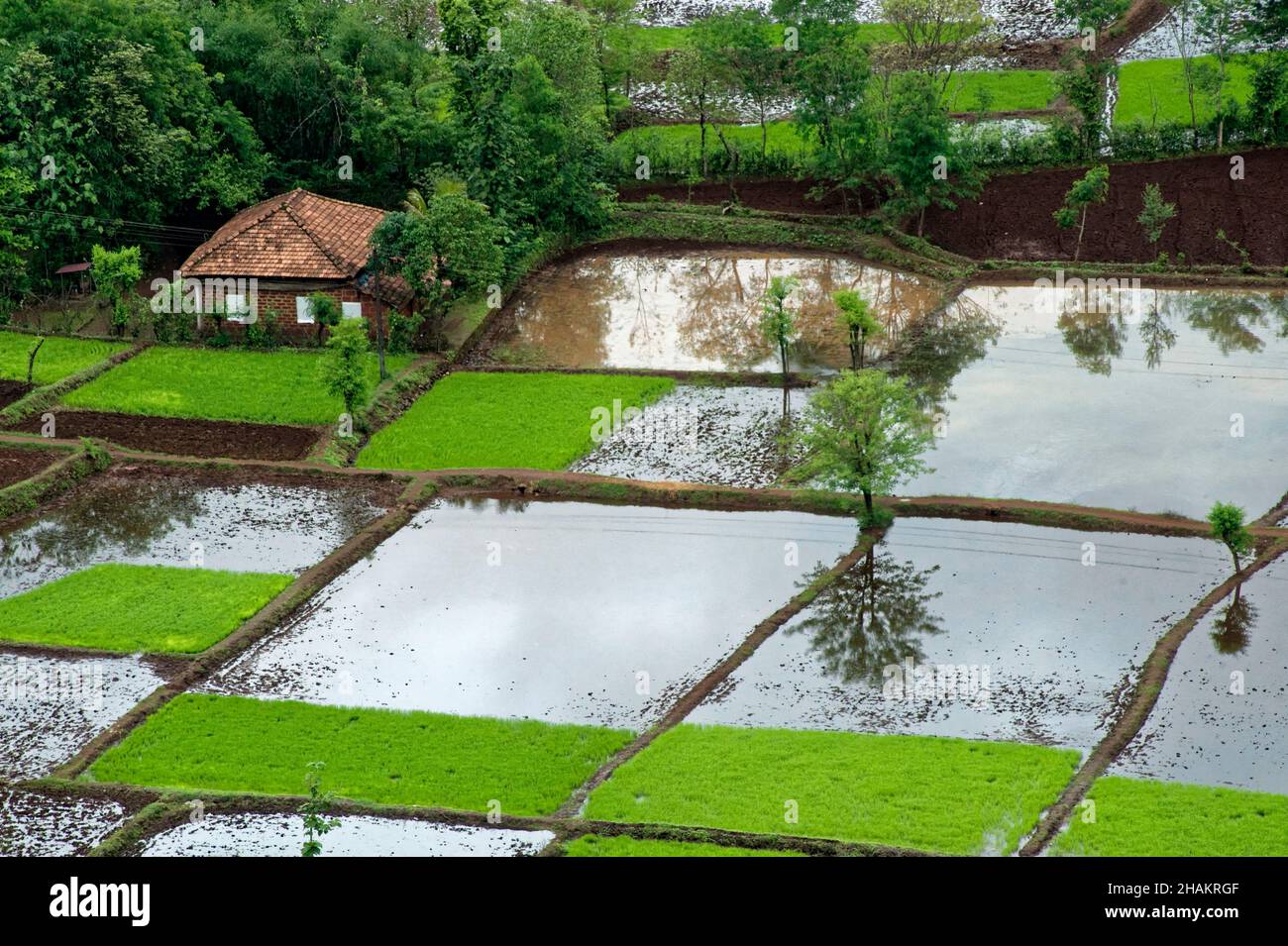 Paddy rice field in squares pattern in monsoon Stock Photo - Alamy
