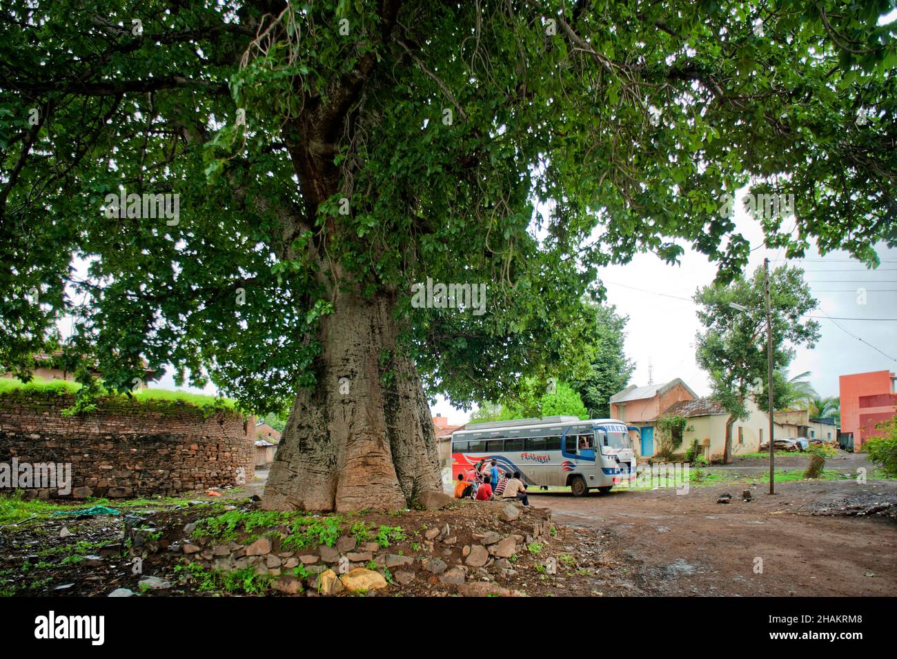 Old and gigantic Adansonia Baobad (Gorakhchinch) tree in village ...