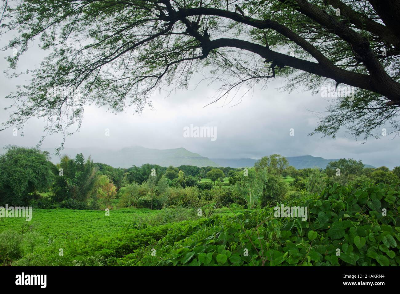 Landscape in monsoon season of agriculture land Stock Photo - Alamy