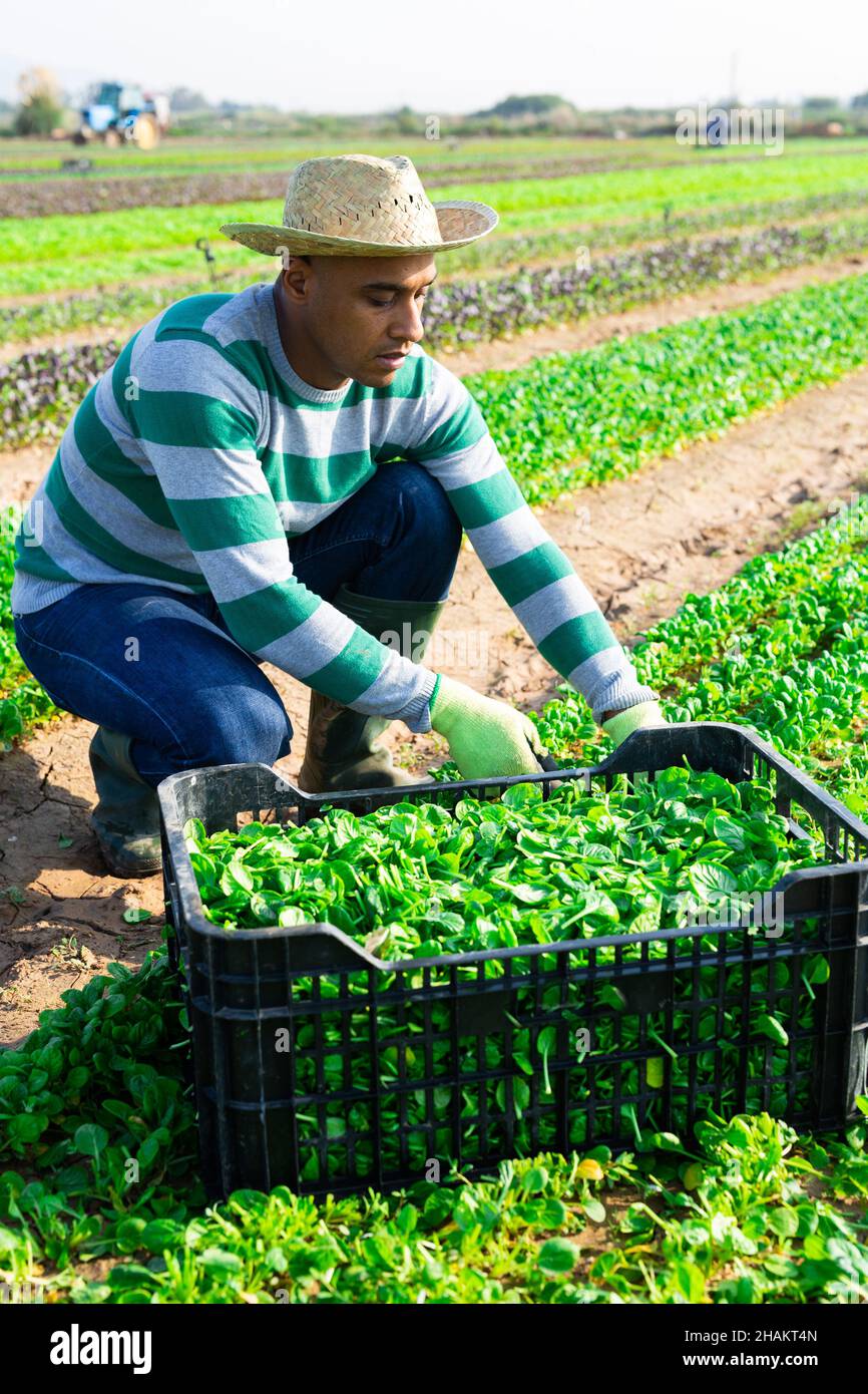 Hispanic workman picking green corn salad on farm field Stock Photo - Alamy