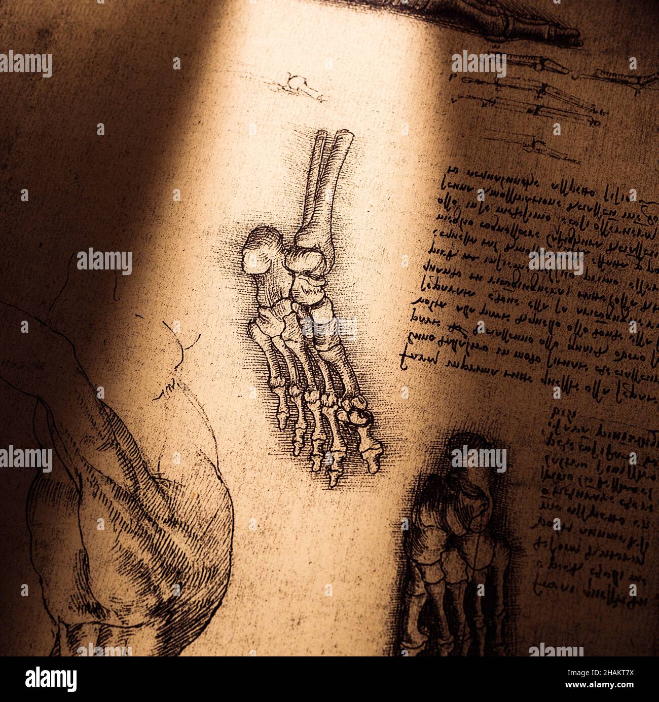 Kandy, Sri Lanka - 17 February 2021: 14th century anatomy art by ...