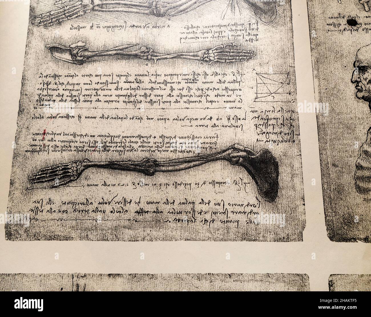 Kandy, Sri Lanka - 17 February 2021: 14th century anatomy art by ...
