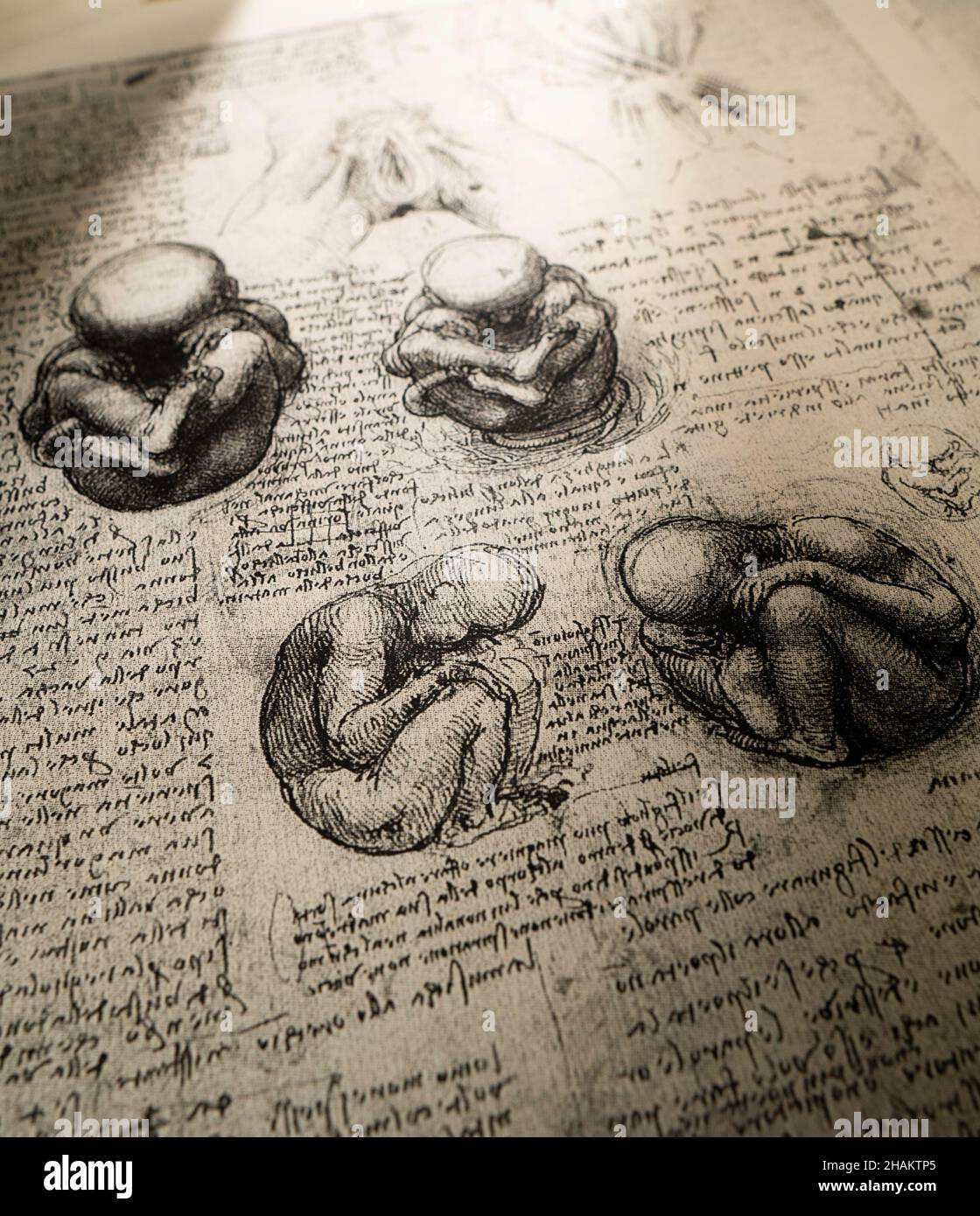 Kandy, Sri Lanka - 17 February 2021: 14th century anatomy art by ...