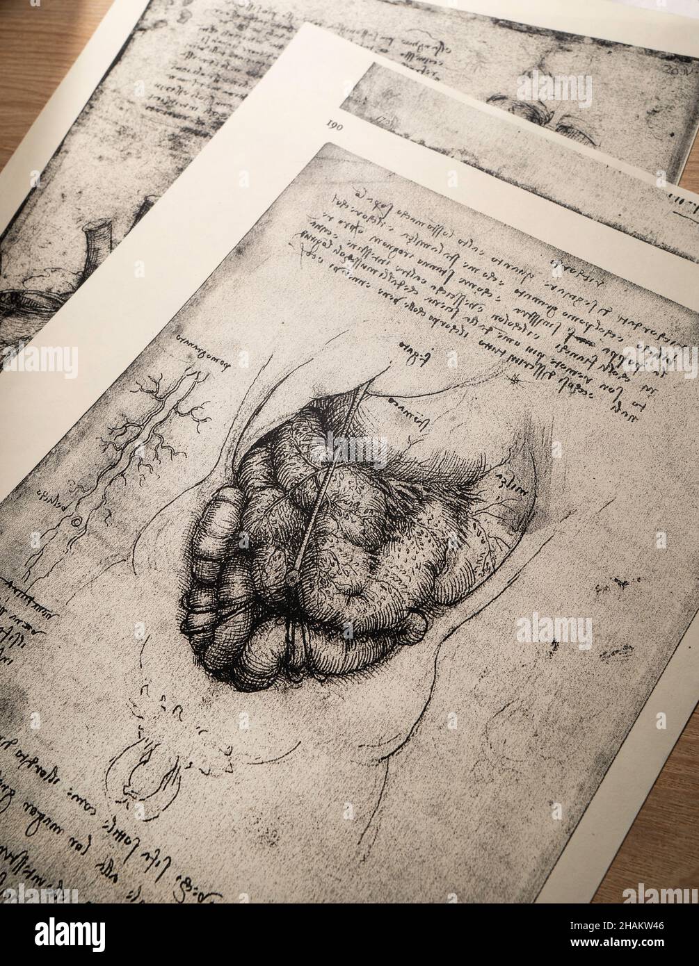 Kandy, Sri Lanka - 17 February 2021: 14th century anatomy art by ...