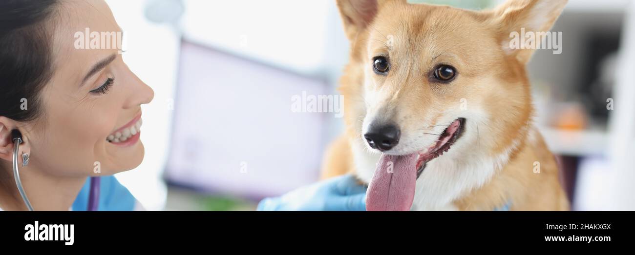 Veterinarian listening to dog with stethoscope in clinic Stock Photo ...