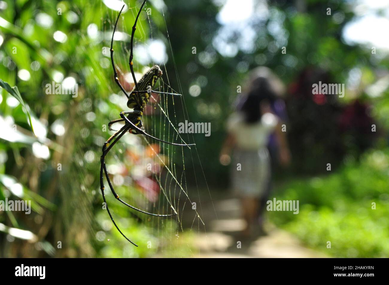 Nephila pilipes spider known as the northern golden orb weaver or giant ...