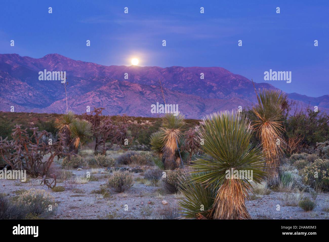 Joshua tree in Arizona desert at night. Travel background Stock Photo ...