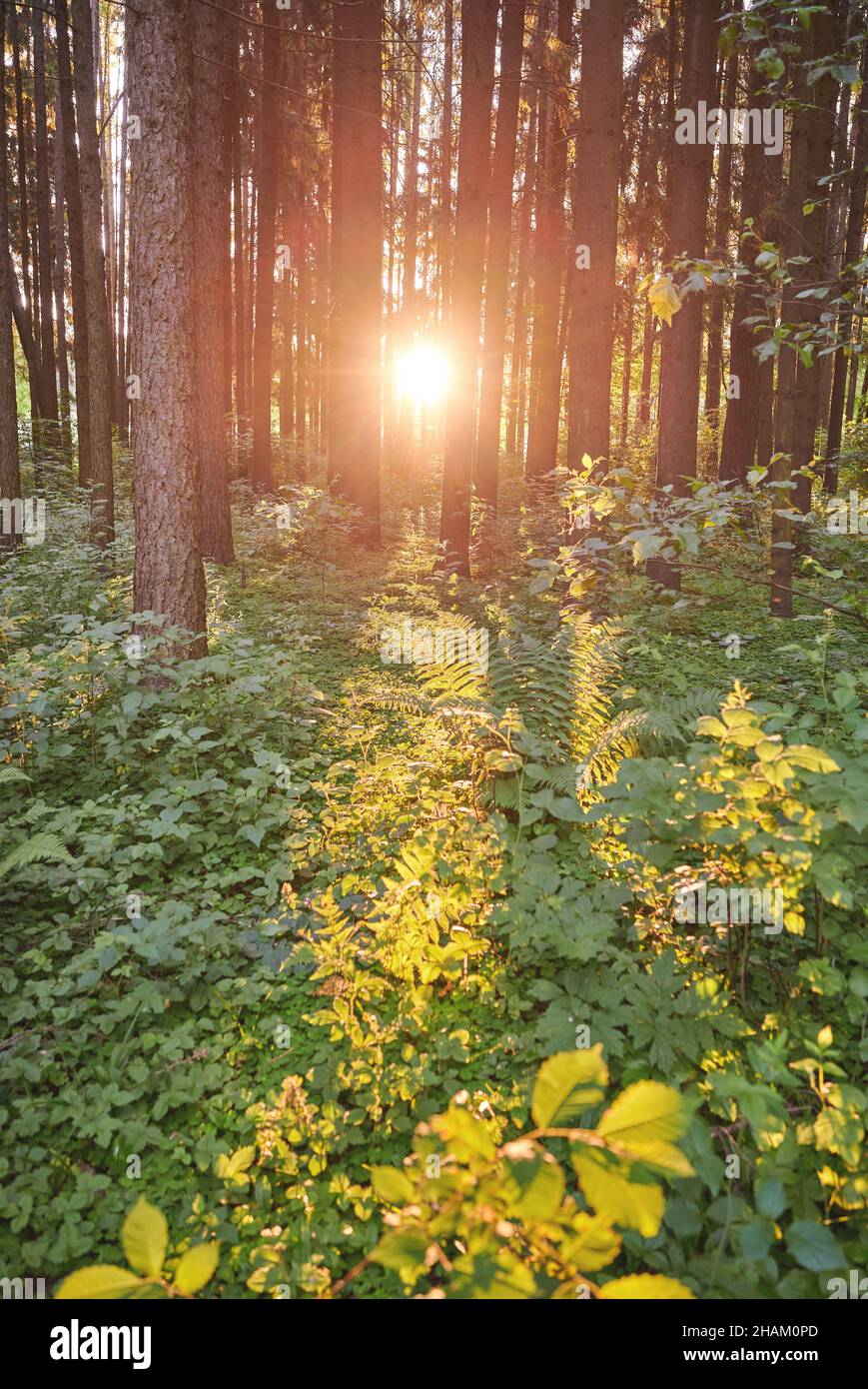 Sun ray comes throw forest tree in morning time Stock Photo - Alamy