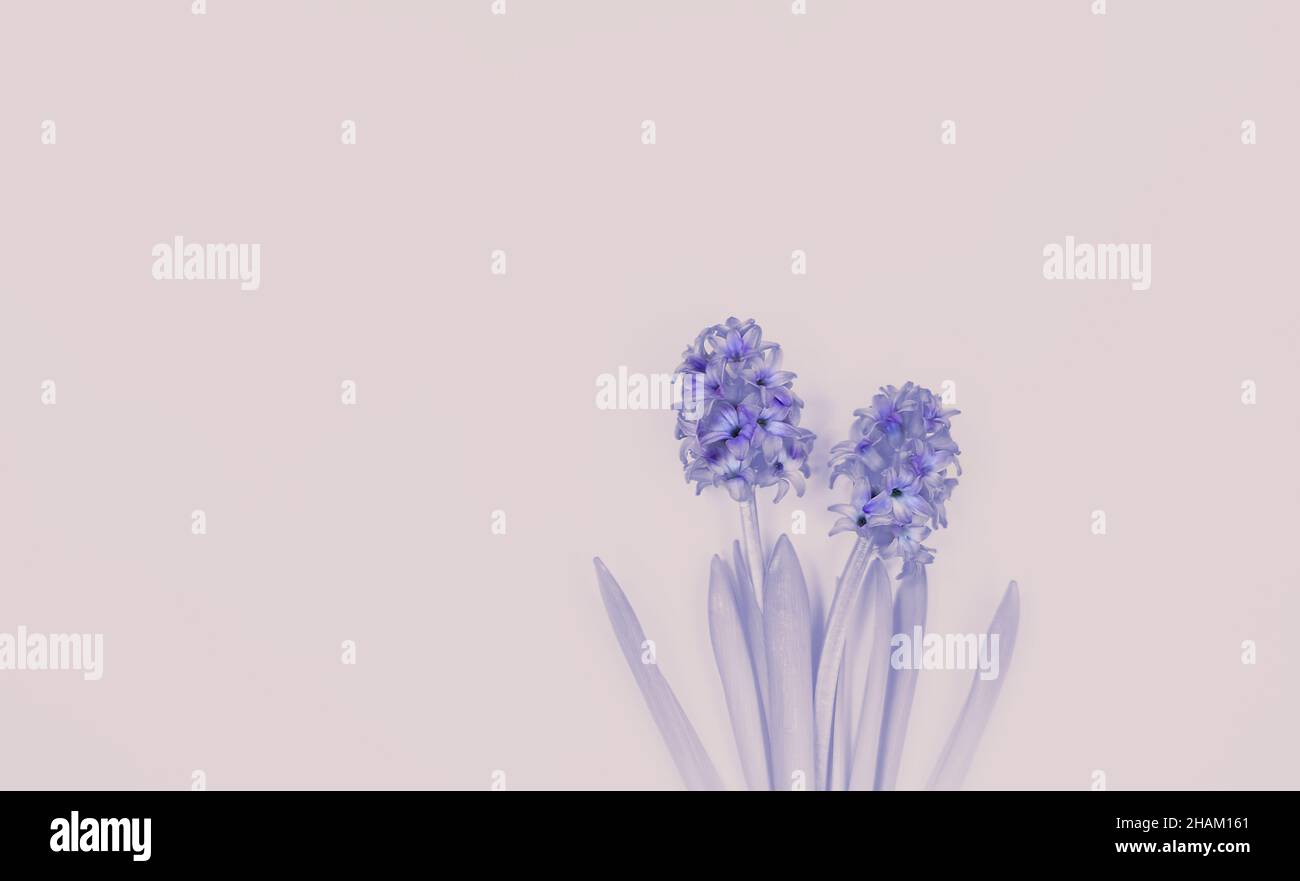 Two violet hyacinth flowers on pink spring background with copy space ...