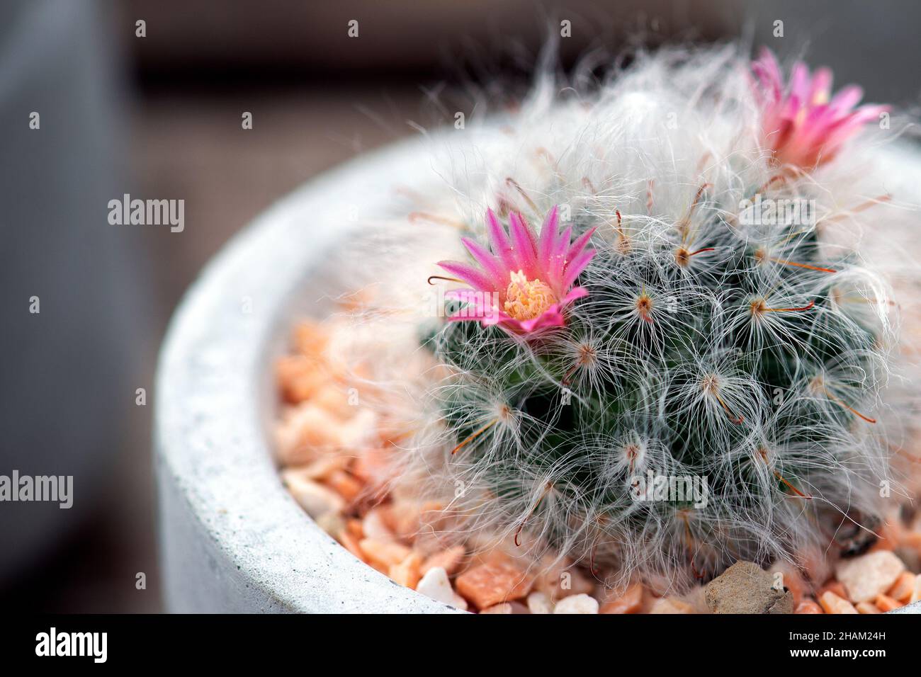 Close-up photo of beautiful small pink cactus flowers in pots Stock ...