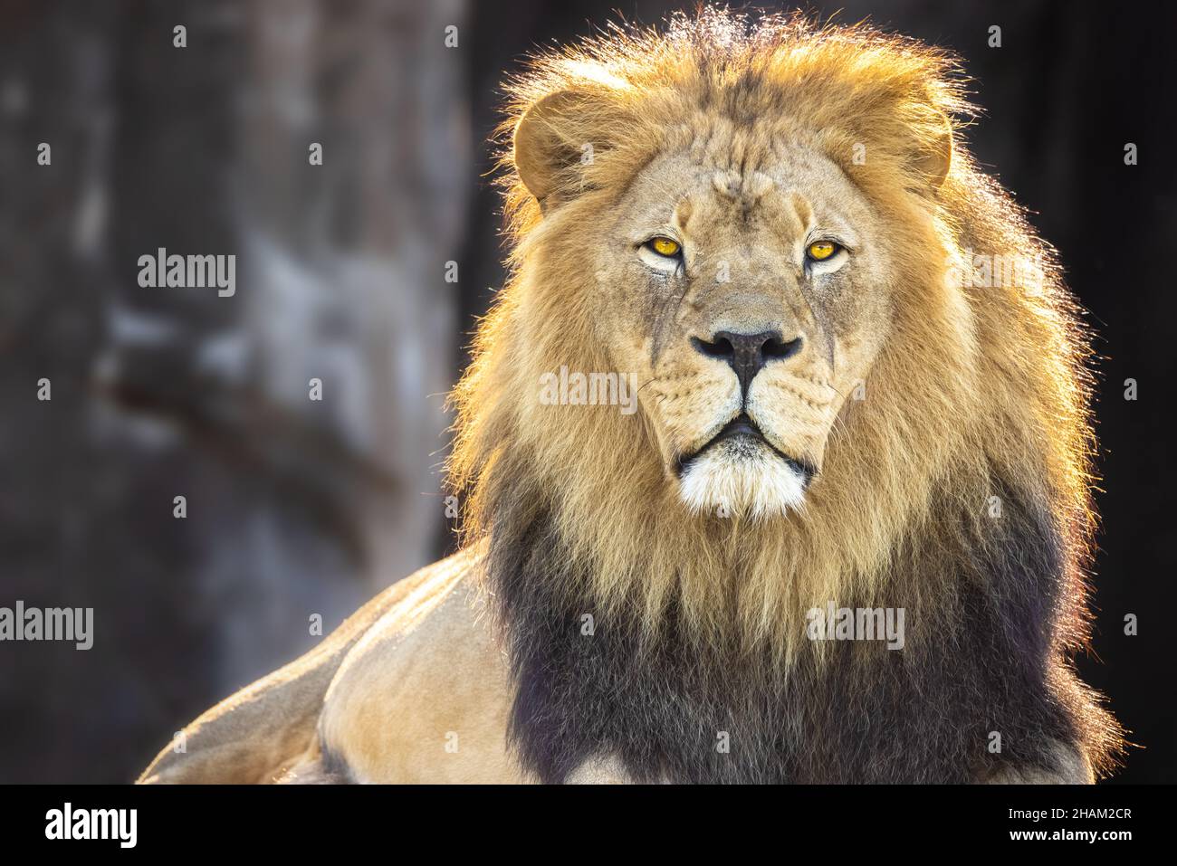 Fierce Male Lion