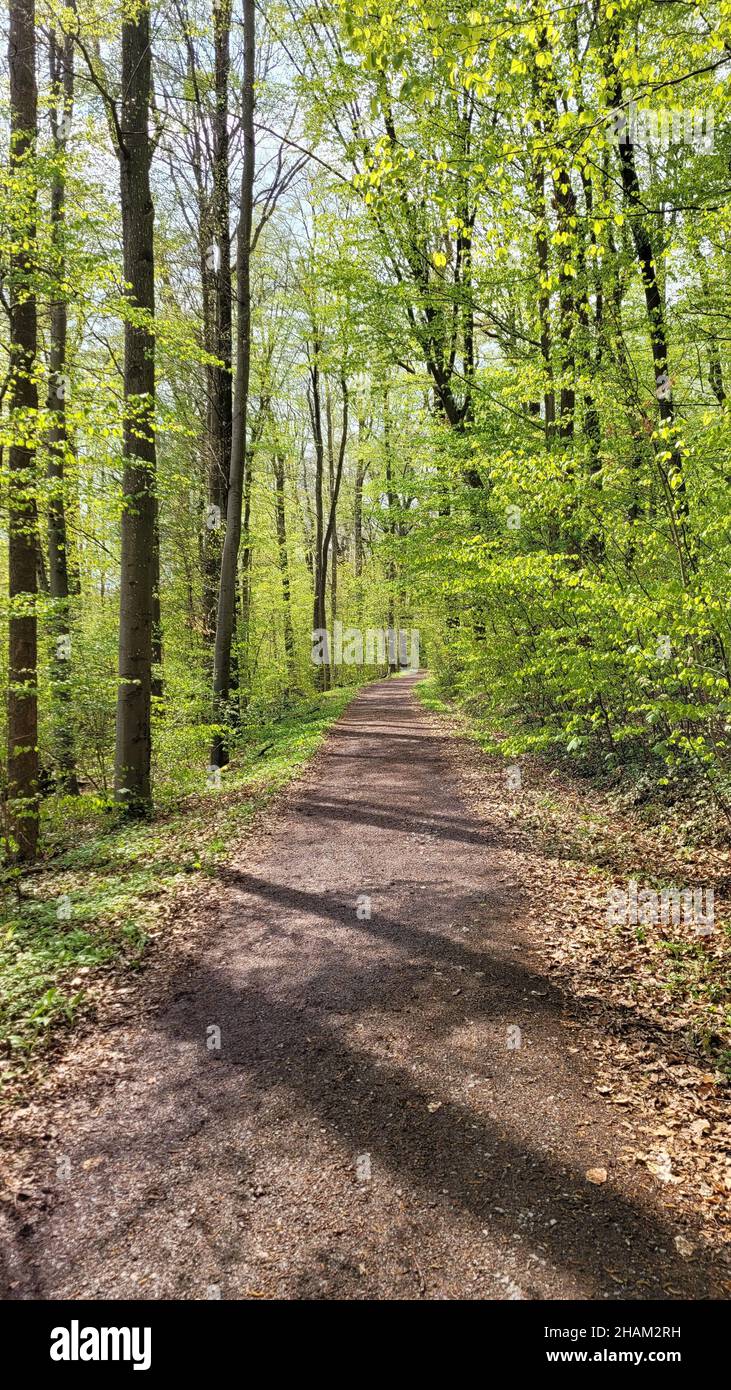 Path surrounded by tall green trees in the forest Stock Photo - Alamy