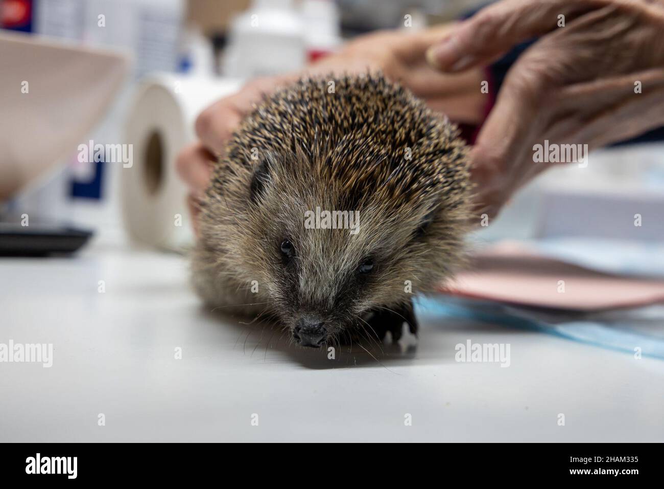 09 December 2021, Berlin: A hedgehog crawls under the care of a ...
