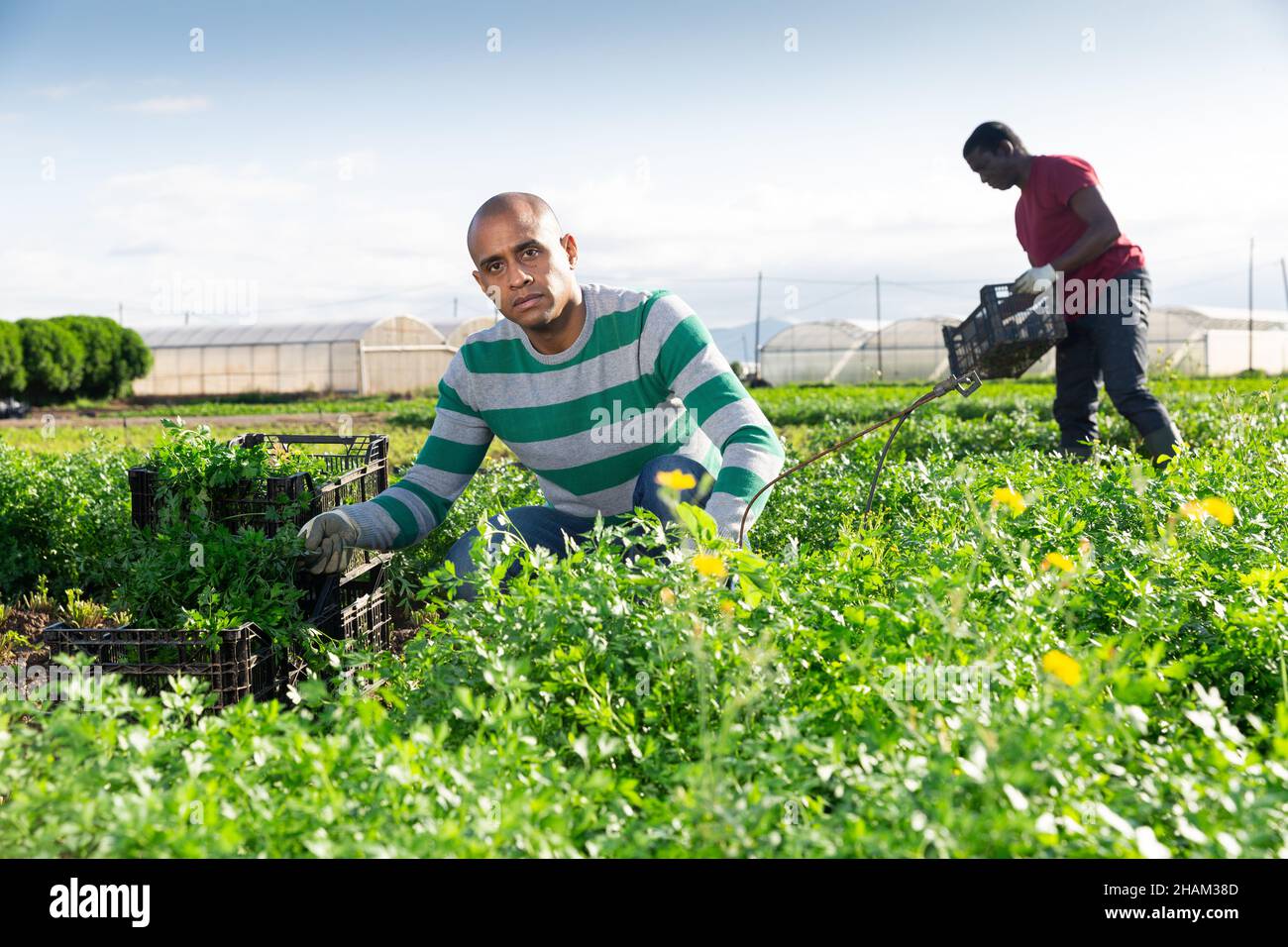 Hispanic farmer picking crop of parsley on farm field Stock Photo - Alamy