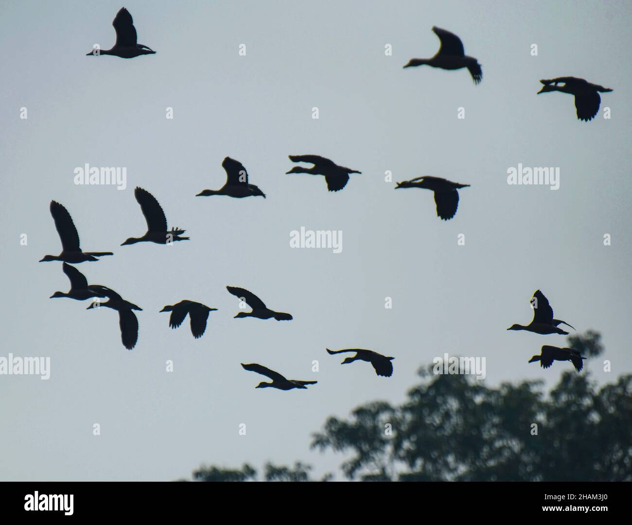 Migrating Siberian birds flying in the skies of Agartala, Tripura ...