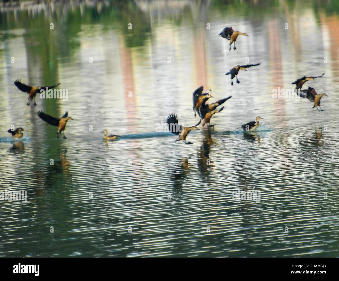 Migrating Siberian birds flying in the skies of Agartala, Tripura ...