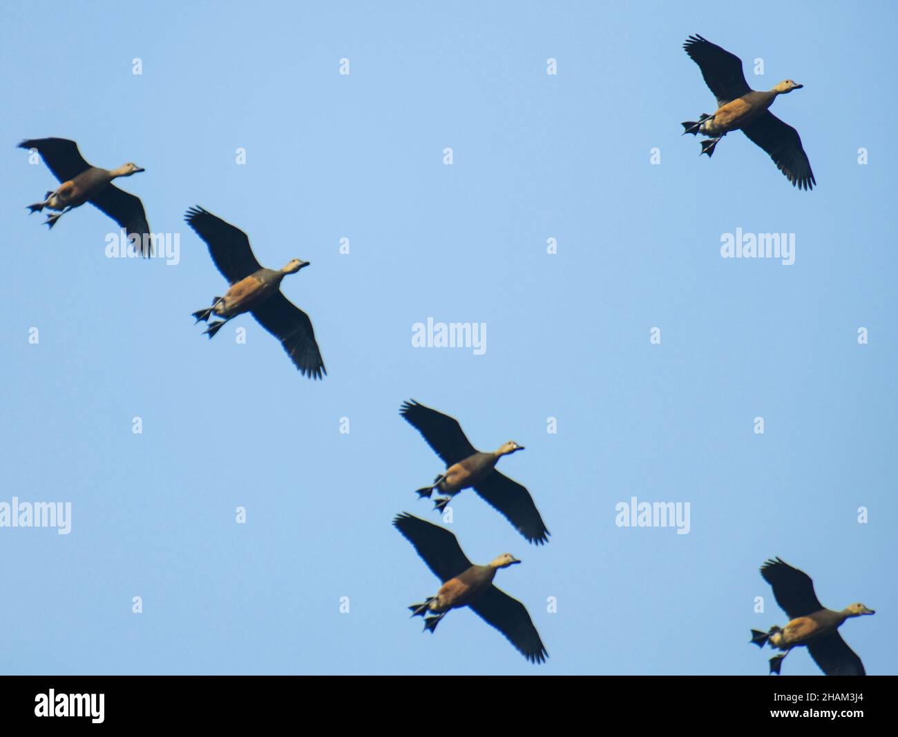 Migrating Siberian birds flying in the skies of Agartala, Tripura ...
