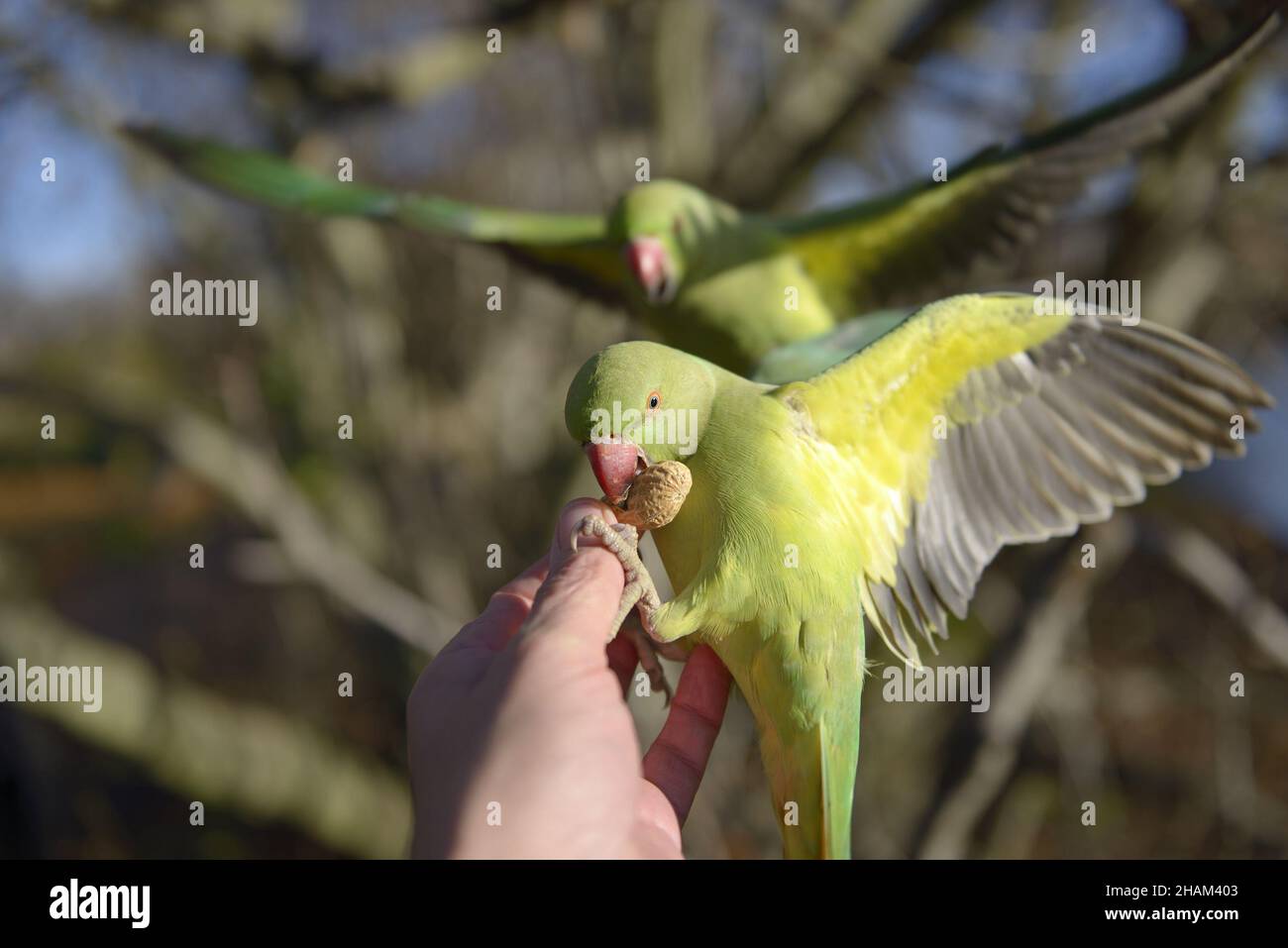 Indian human hand hi-res stock photography and images - Alamy