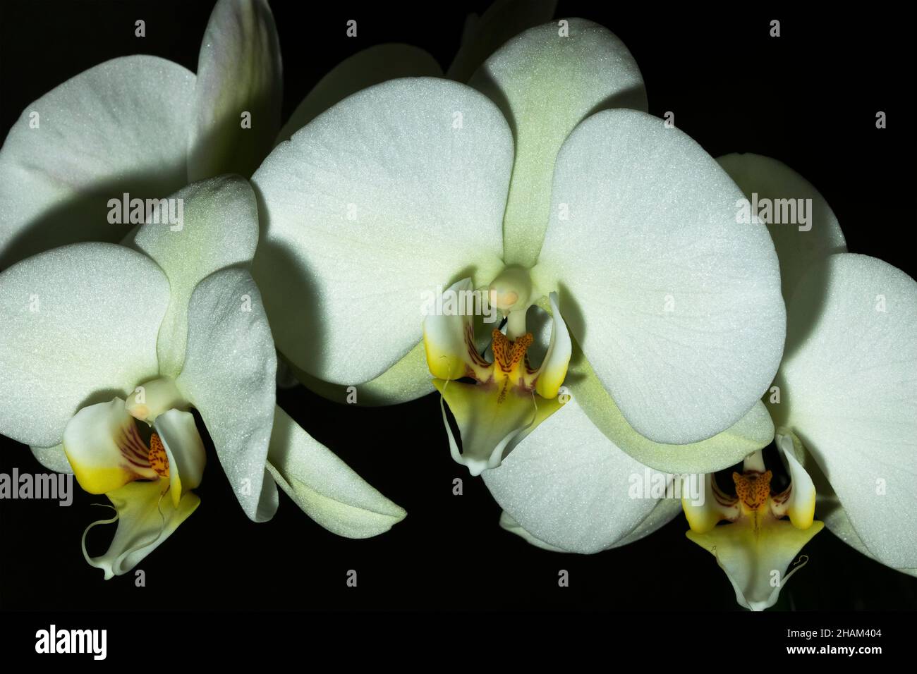 Orchid pollinators hi-res stock photography and images - Alamy