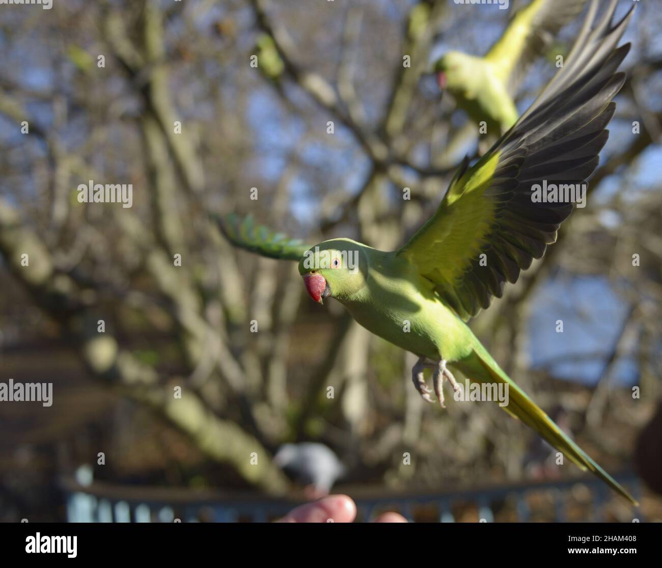 Ring-Necked Parakeet / Indian Rose-Ringed Parakeet (Psittacula krameri ...