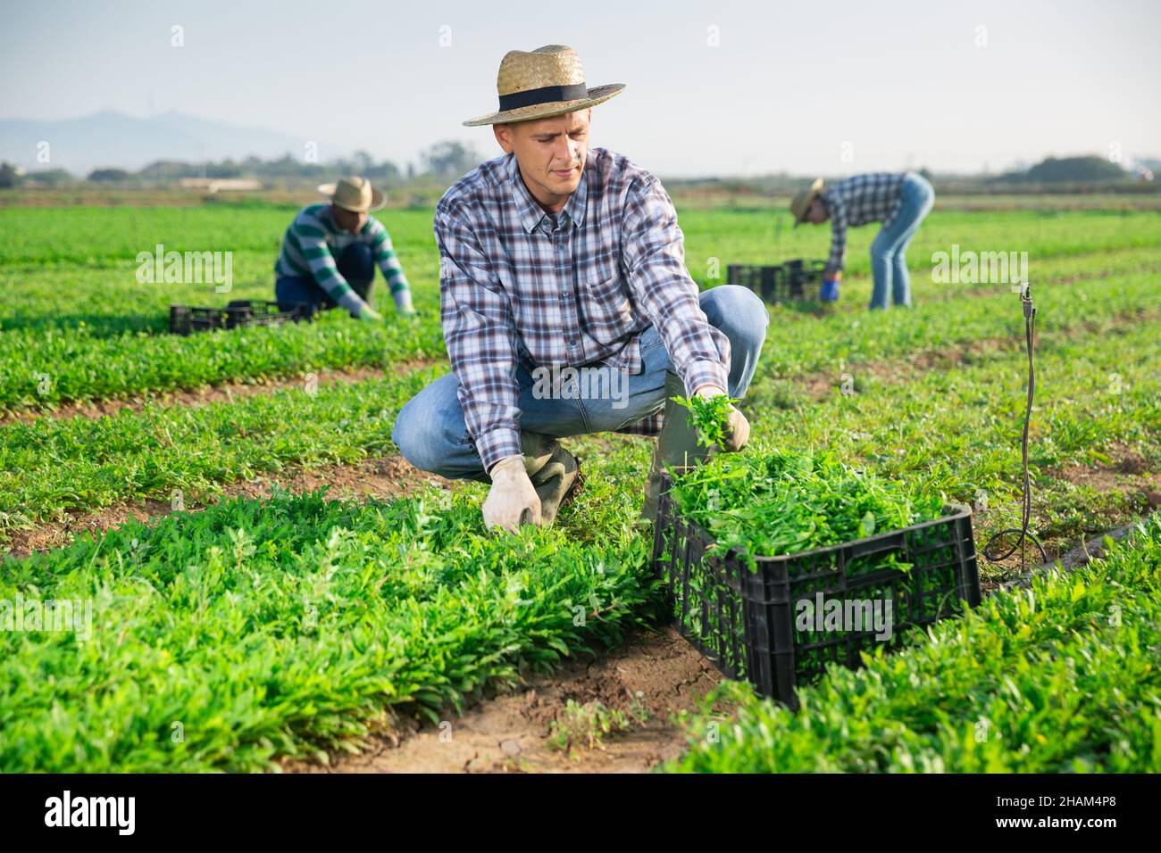 Male farmer harvesting organic arugula on farm Stock Photo - Alamy