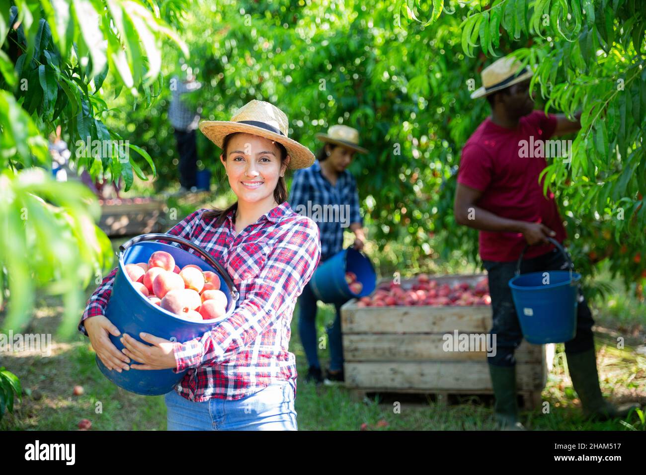Caucasian farmer standing in orchard hi-res stock photography and ...